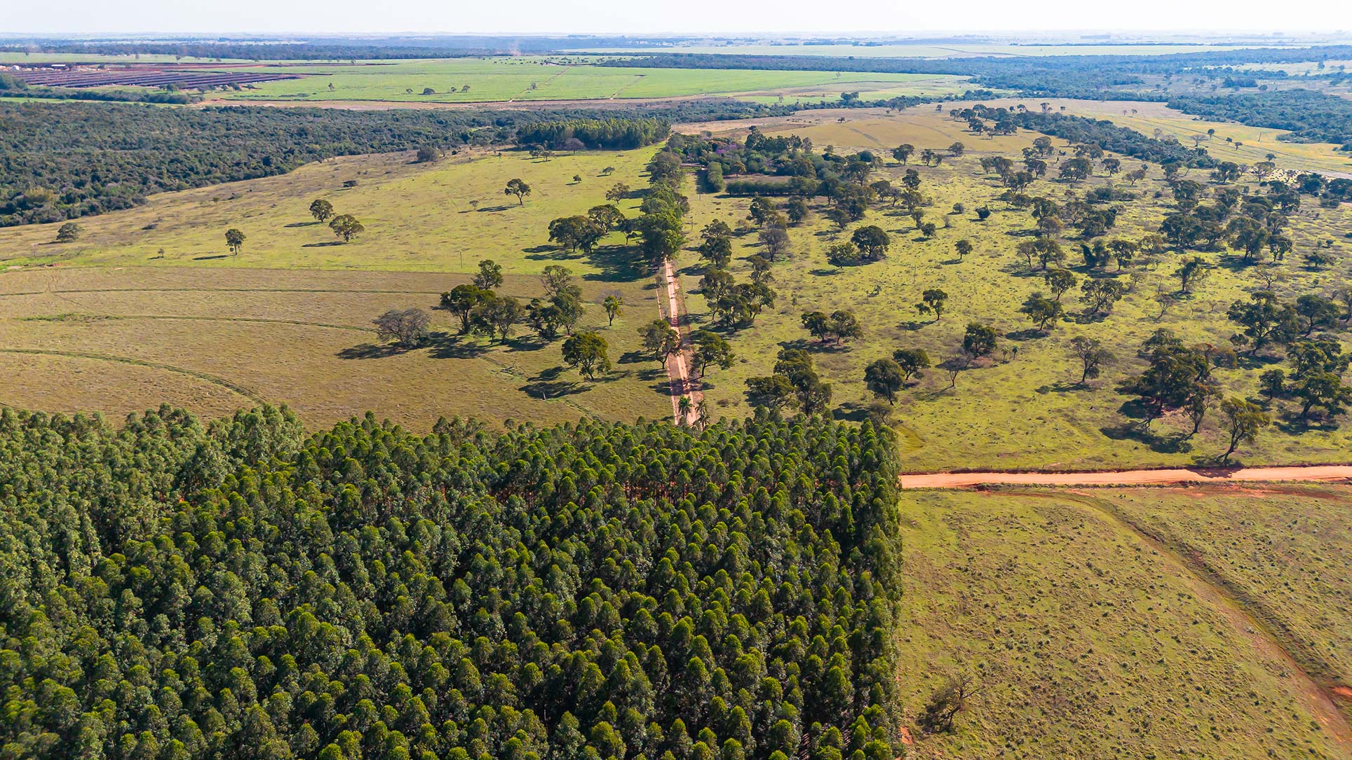 Sobre nós | Ver Te Verde Ambiental | Mudas nativas para reflorestamento ...